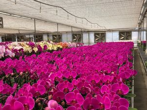 Orchid Care Guide | I Hsin Orchids